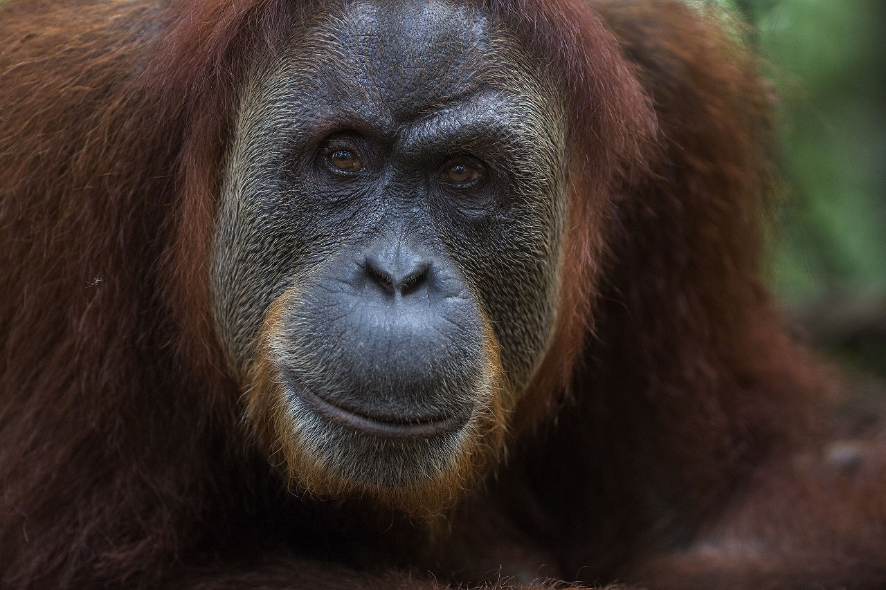 LUSH have created a soap to help save the Sumatran orangutan from ...