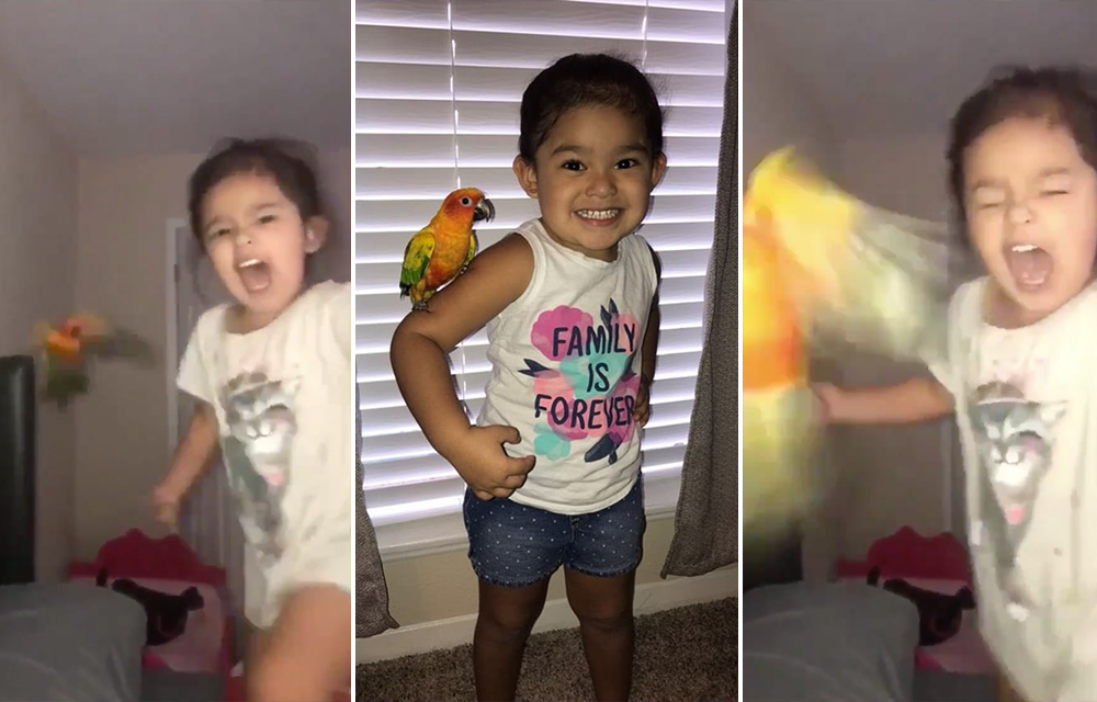 WATCH: Young girl trained her bird to attack anyone she screams at ...