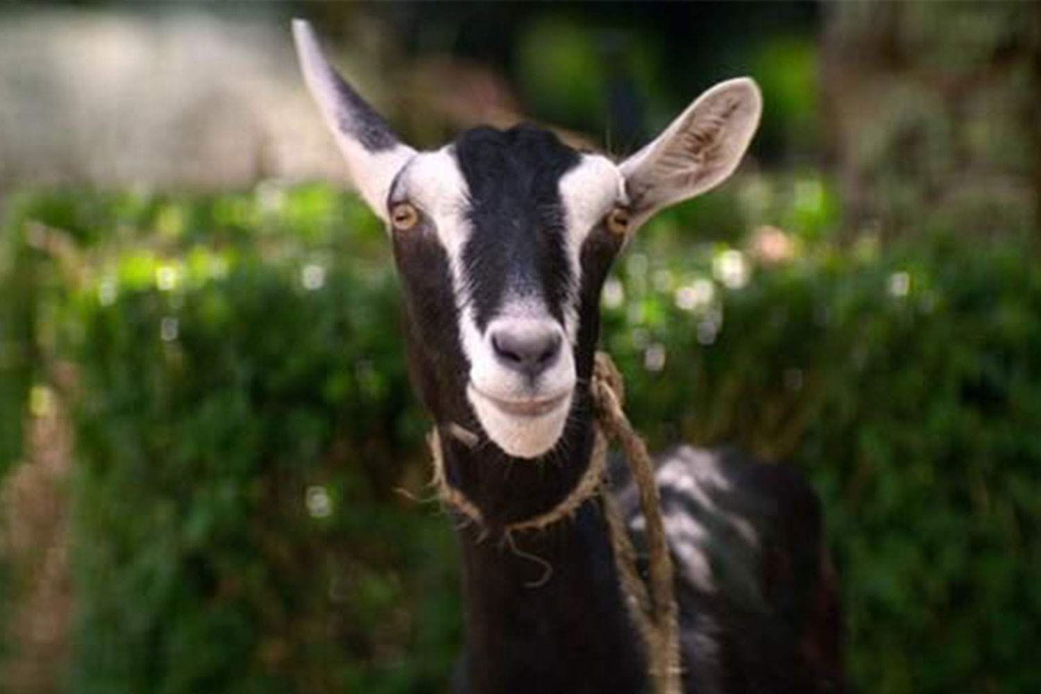 Australian actor Adam Demos slays in Netflix's "Falling Inn Love ...