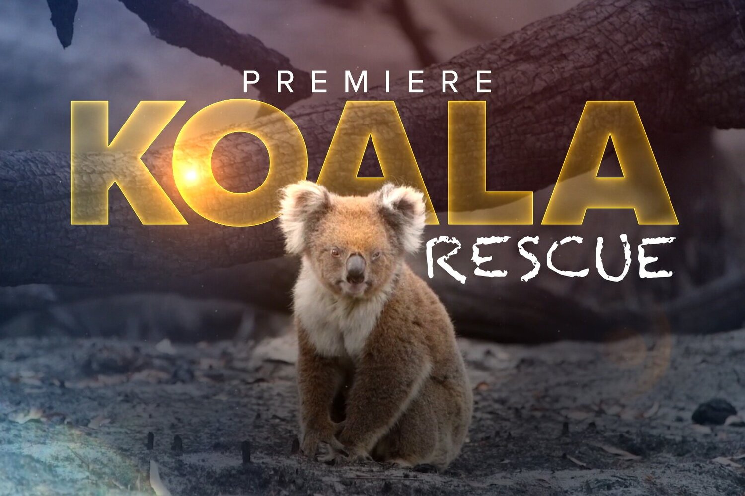 Koala Rescue is on Channel 7 and it will make you weep | Girlfriend
