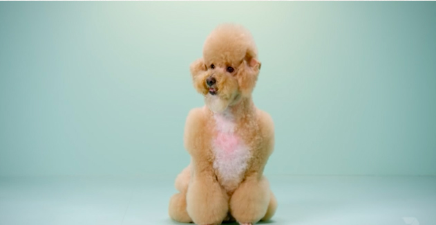 Pooch Perfect: Show-stopping shapes sheared, tears shed and a punny ...