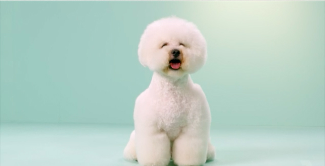 Pooch Perfect: Show-stopping shapes sheared, tears shed and a punny ...